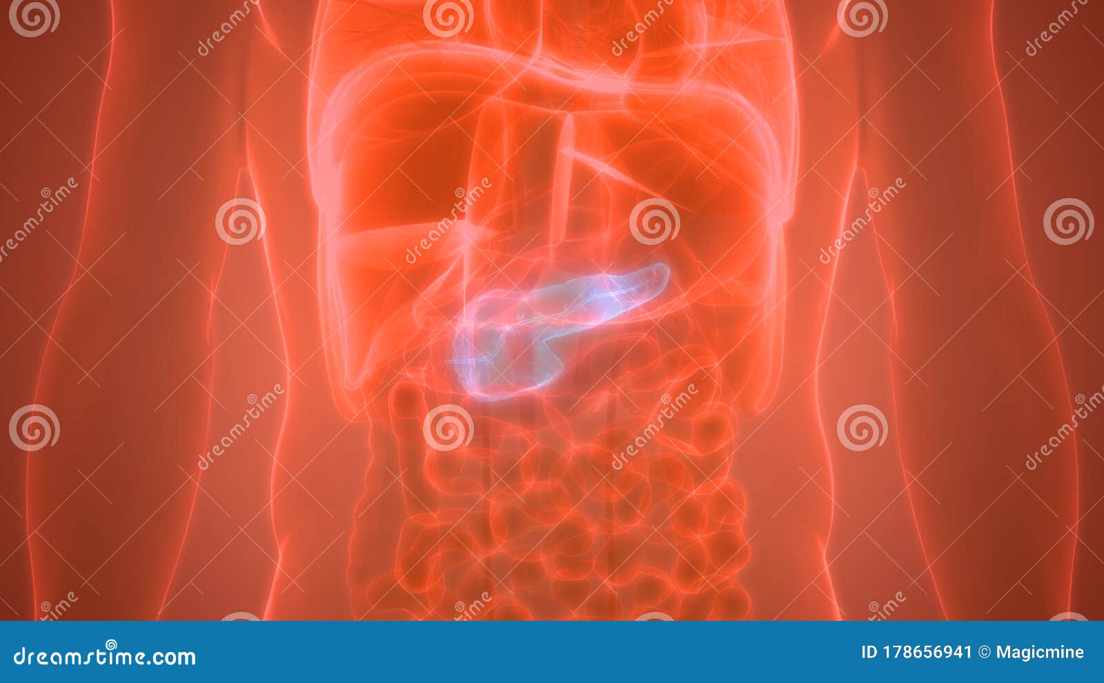 Human Internal Organs Digestive System Pancreas Anatomy Stock ...