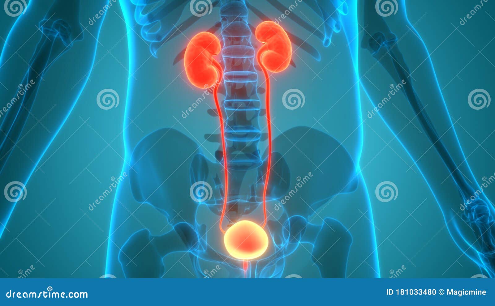 Human Internal Organs Urinary System Kidneys with Bladder Anatomy Stock ...