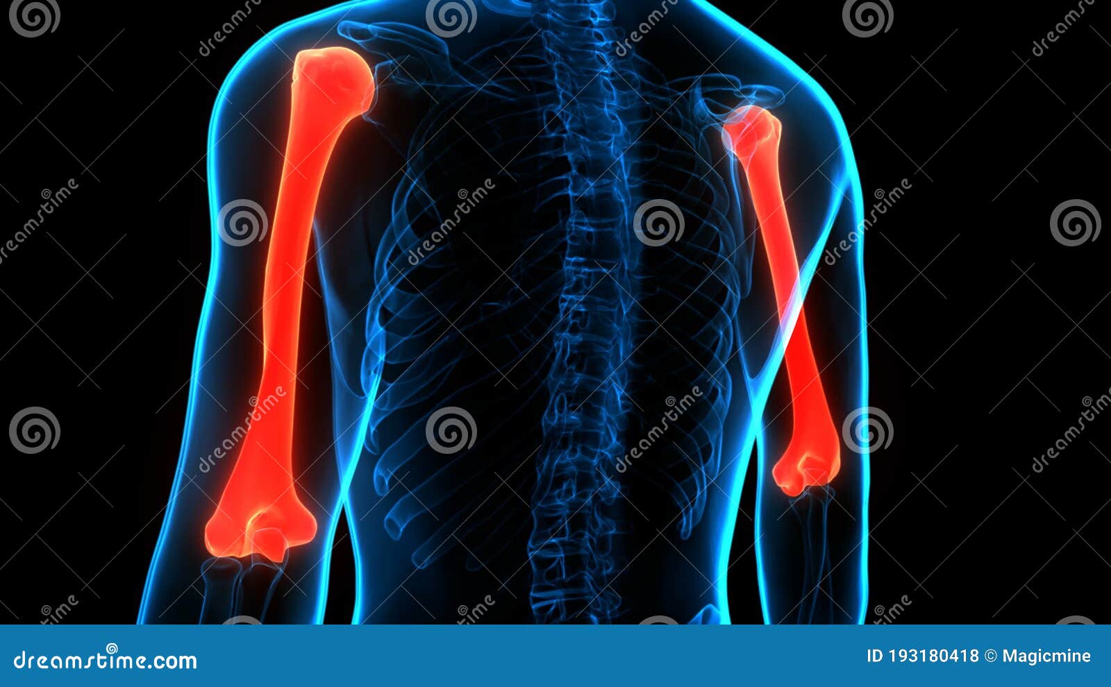 Human Skeleton System Humerus Bone Joints Anatomy Animation Concept ...