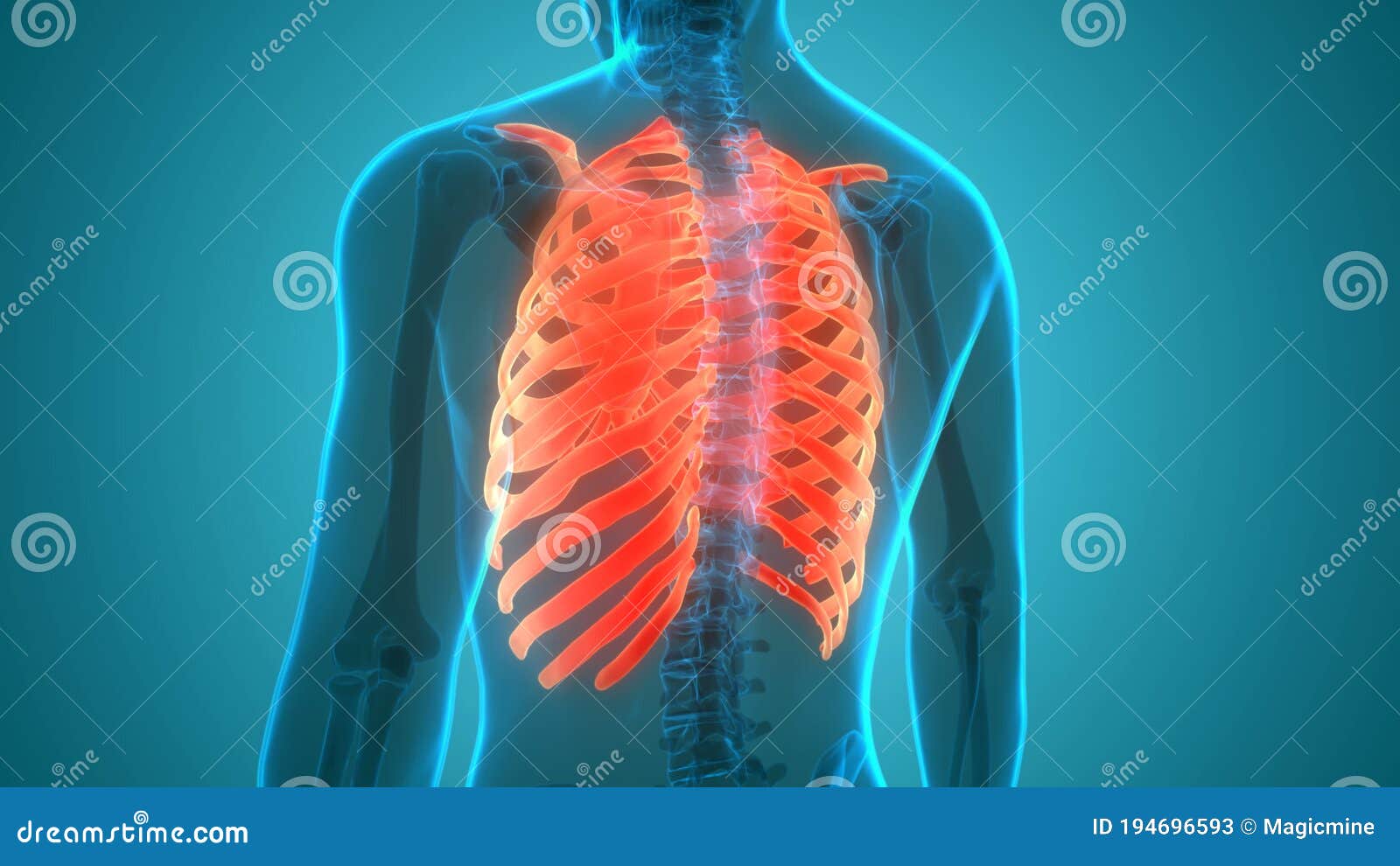 Human Skeleton System Rib Cage Bone Joints Anatomy Animation Concept ...