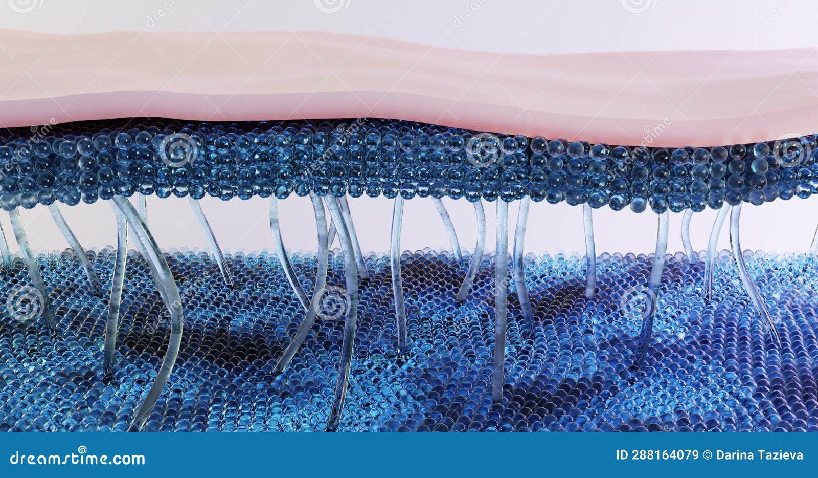 3d Animation of the Skin Structure, Membrane. Blue Molecules are ...