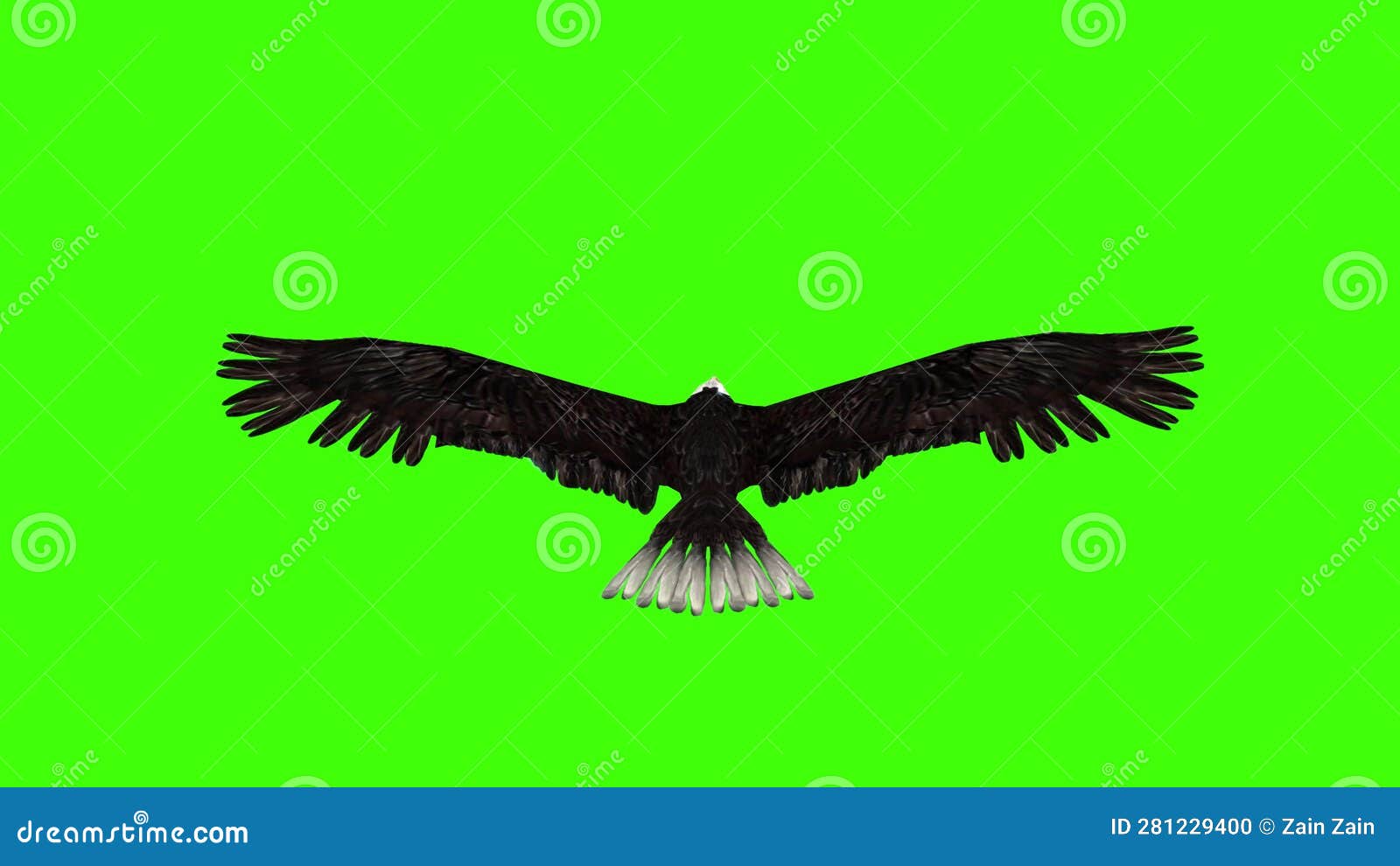 3D Back View of Eagle Flying Loop Animation on Green Screen, Bald Eagle ...