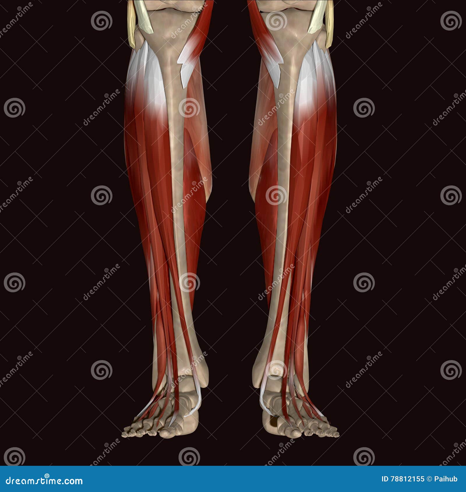 3d Been Van Het Illustratie Menselijke Lichaam Stock Illustratie ...