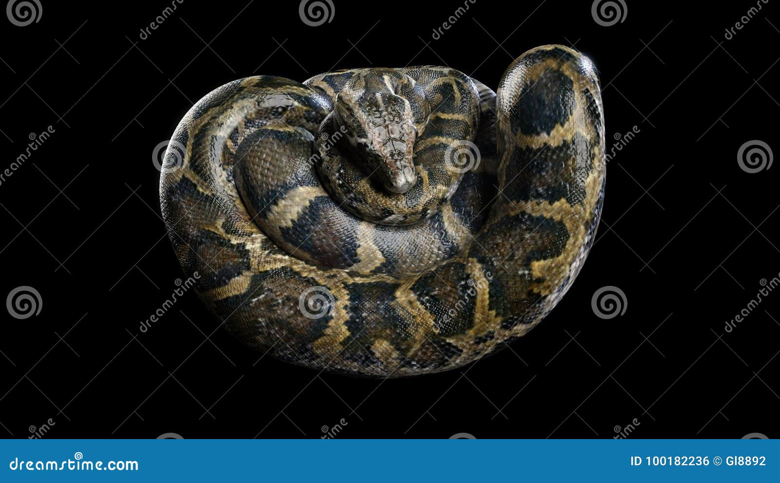 3d Boa Constrictor stock illustration. Illustration of horrible - 100182236