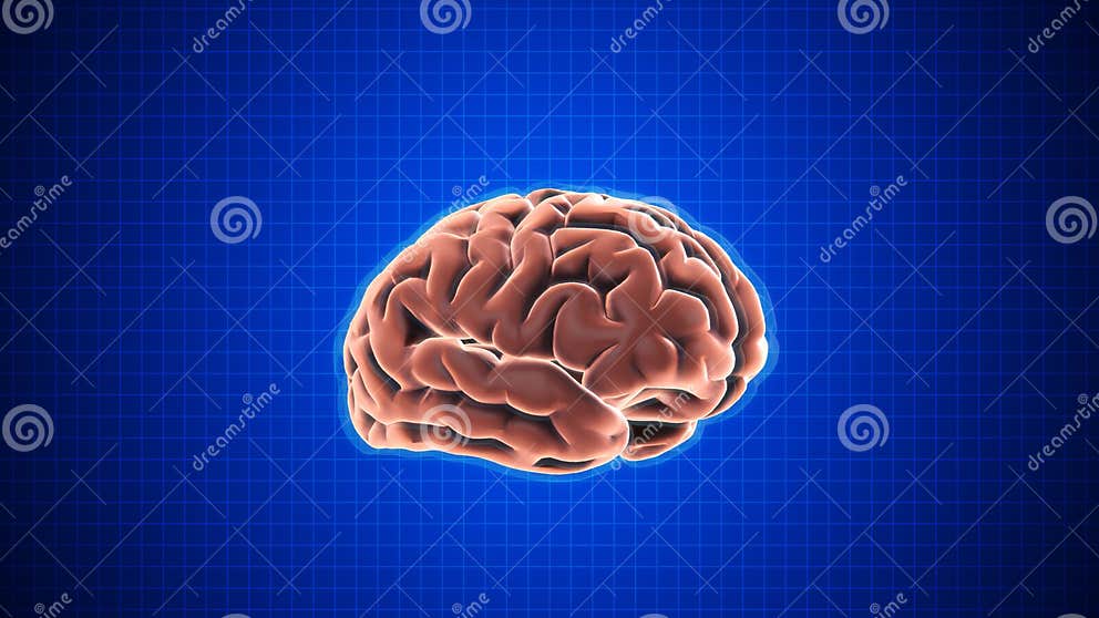 Animation of Rotating Brain with Grid on Dark Blue Background Stock ...