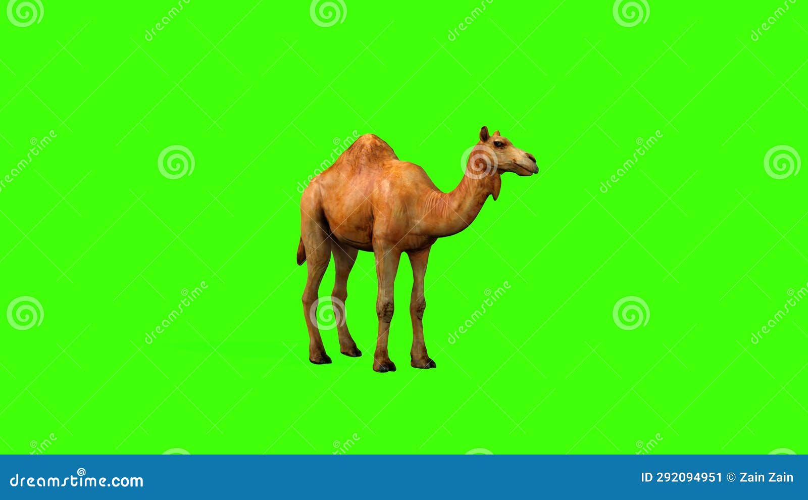 3D Camel Chewing with Cycle Side View on the Chroma Key. Stock Video - Video of mammal, cycle ...