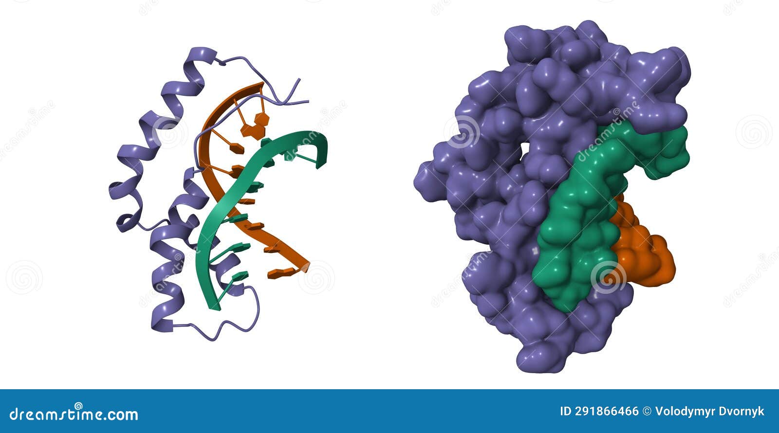Structure of Human SRY-DNA Complex Stock Illustration - Illustration of ...