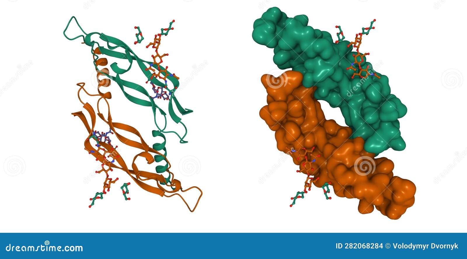 Vascular Endothelial Growth Factor A VEGF A Protein Molecule. Cartoon ...