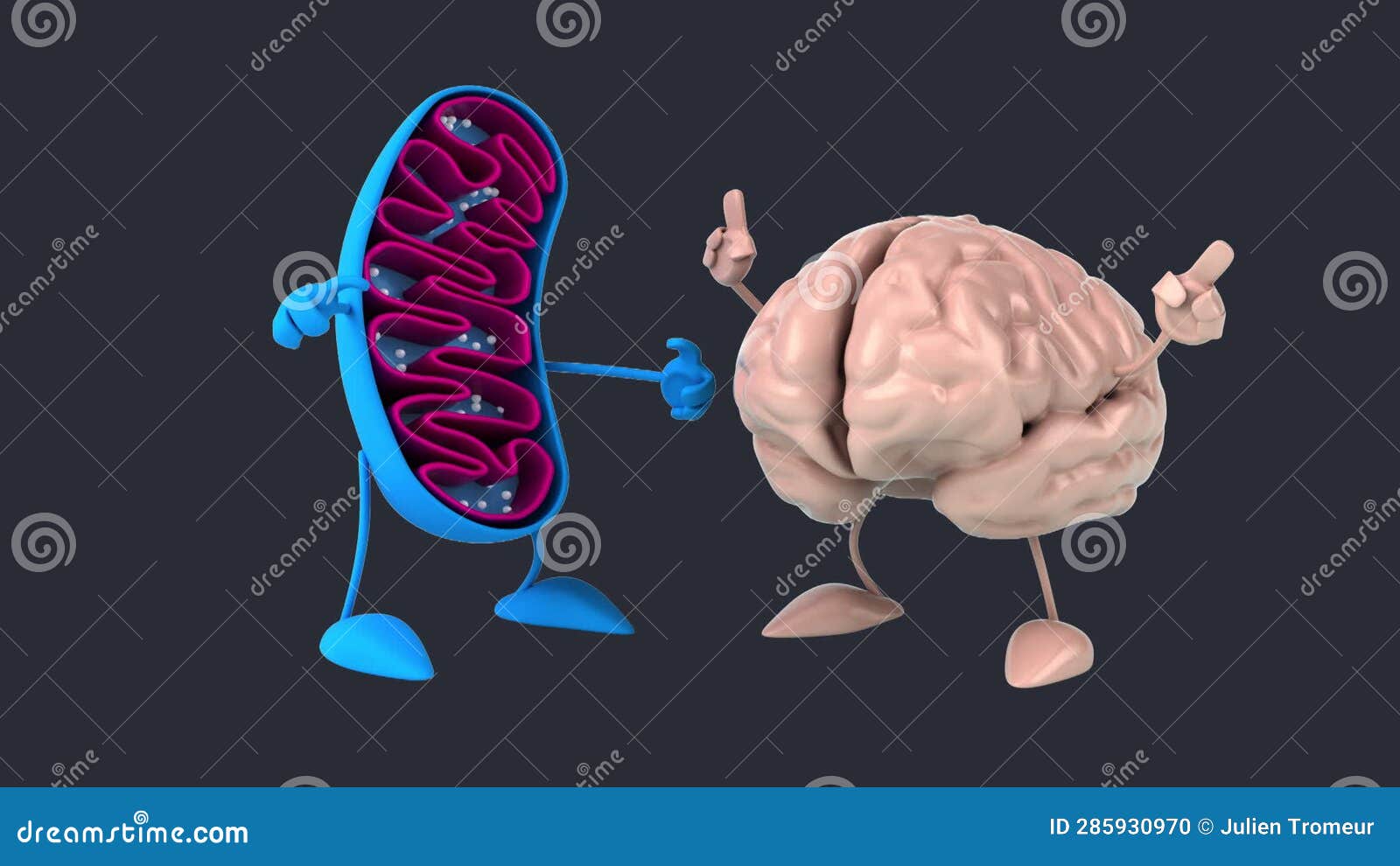 3D Cartoon Mitochondria and Brain (with Alpha Channel Included Stock ...