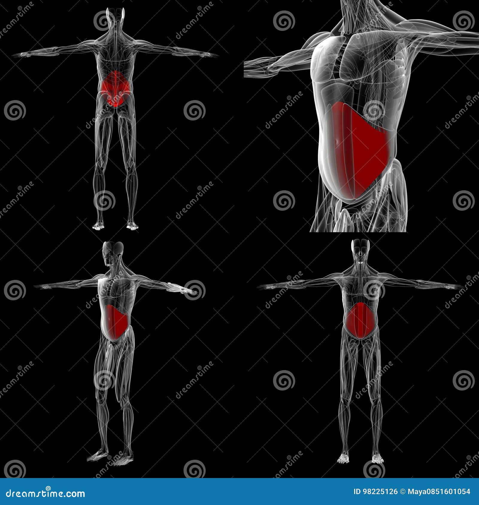 3d Che Rende Anatomia Del Muscolo Addominale Fotografia Stock ...