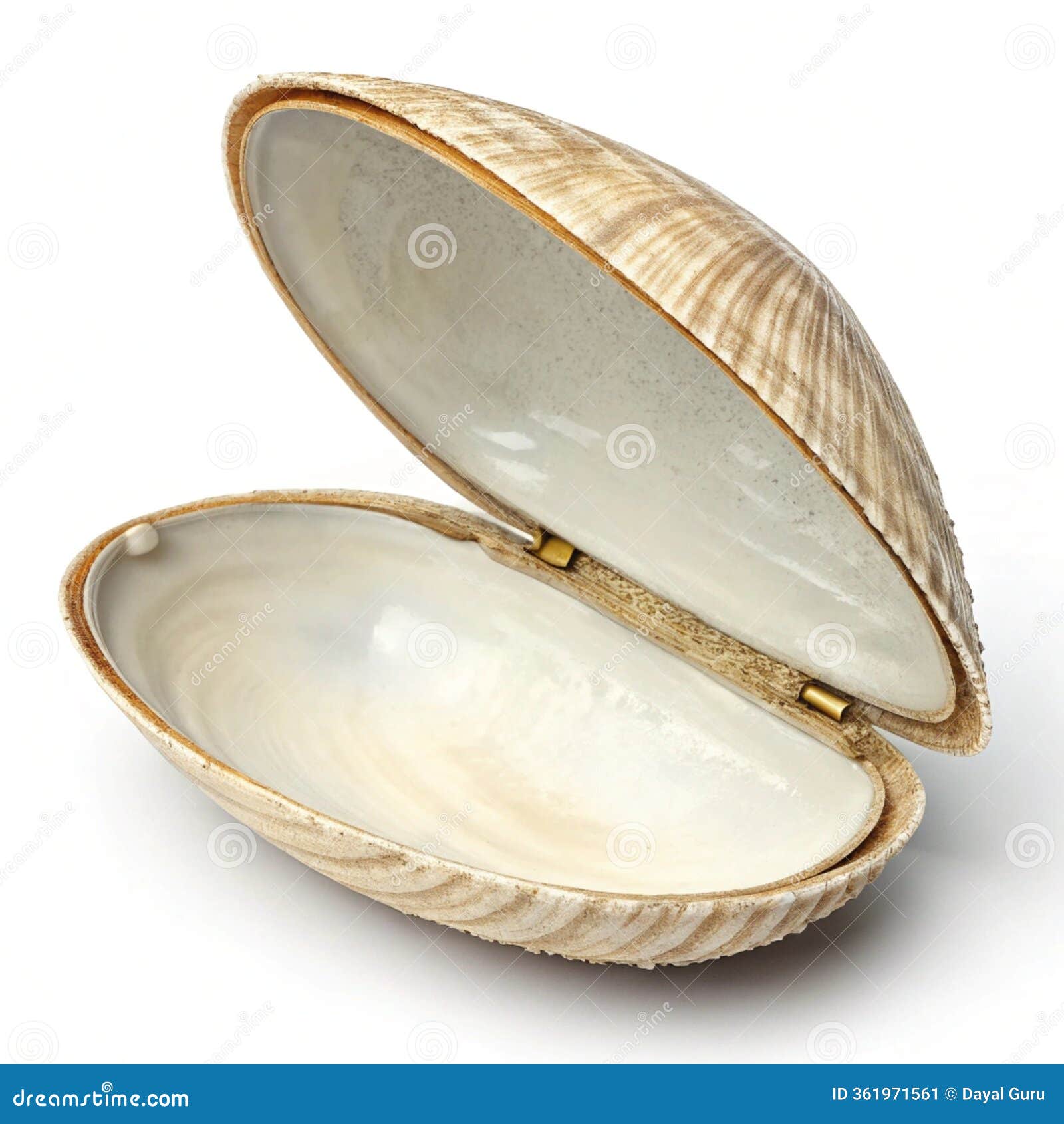 3D Clamshell Isolated On White Background Royalty-Free Stock Photo ...