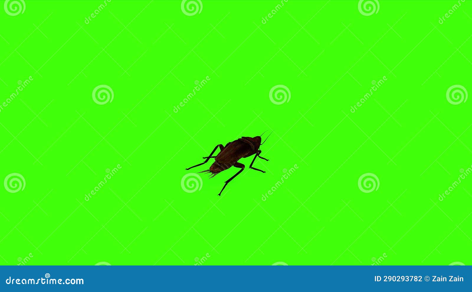 3D Cockroach Insect Walking Loop Rendering with Top Backside View on a ...
