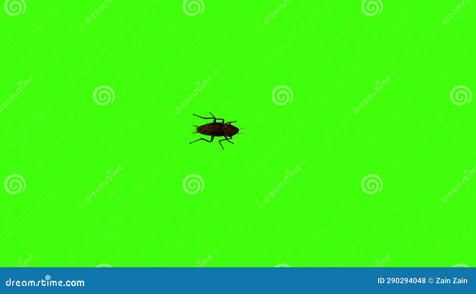3D Cockroach Insect Walking on the Wall on the Chroma Key Stock Footage ...