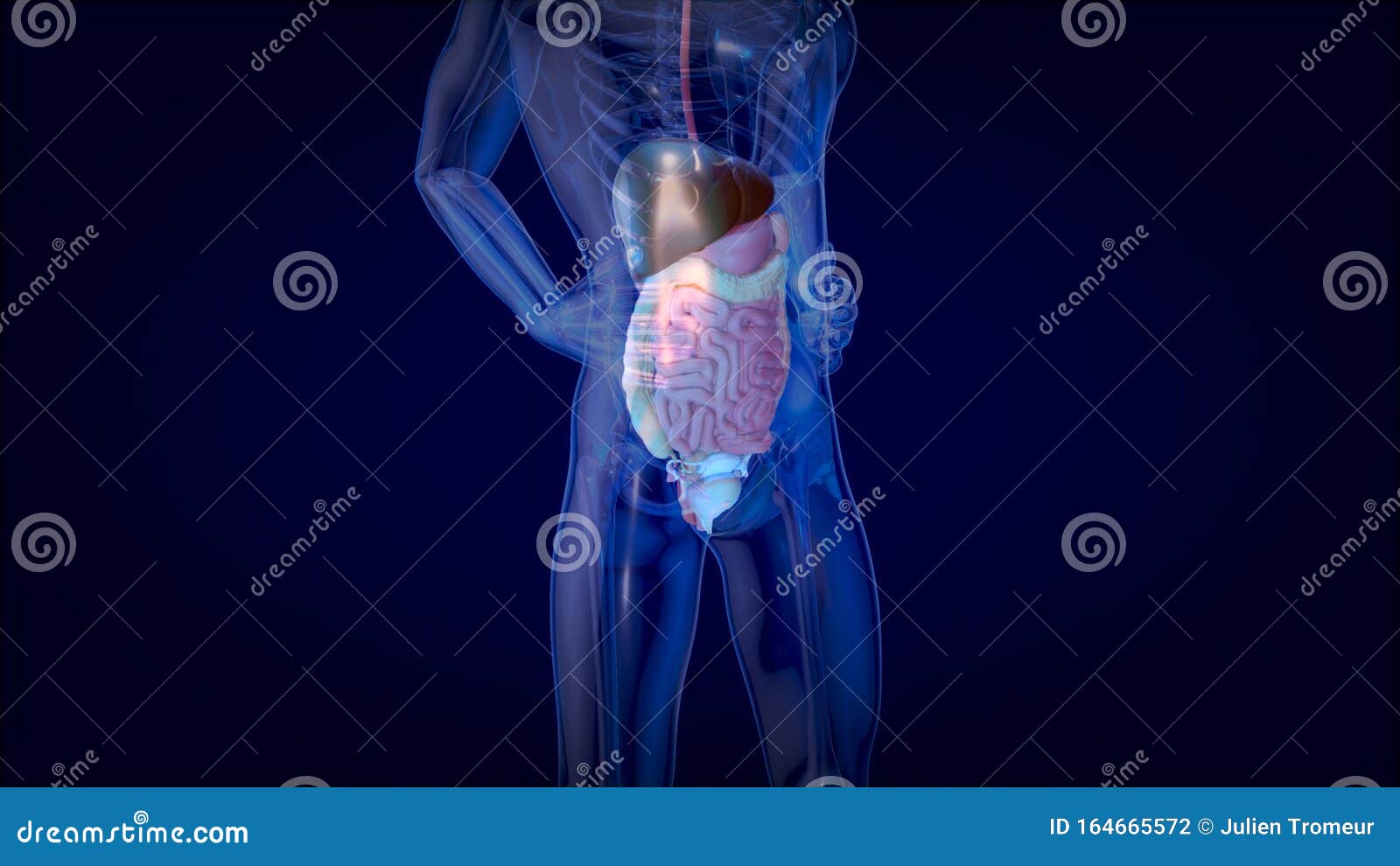 3D Concept Design of a Digestive System Stock Illustration ...