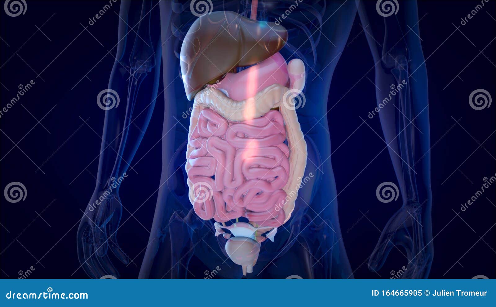 3D Concept Design of a Digestive System Stock Illustration ...