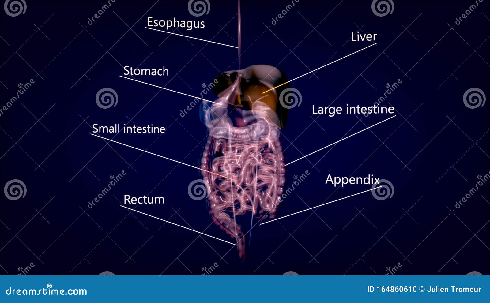 3D Concept Design of a Digestive System Stock Footage - Video of ...