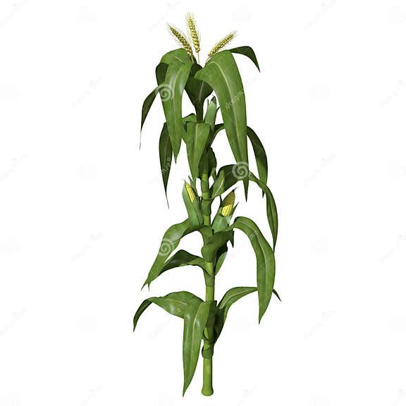 3d Corn Stalk stock illustration. Illustration of isolated - 33564023