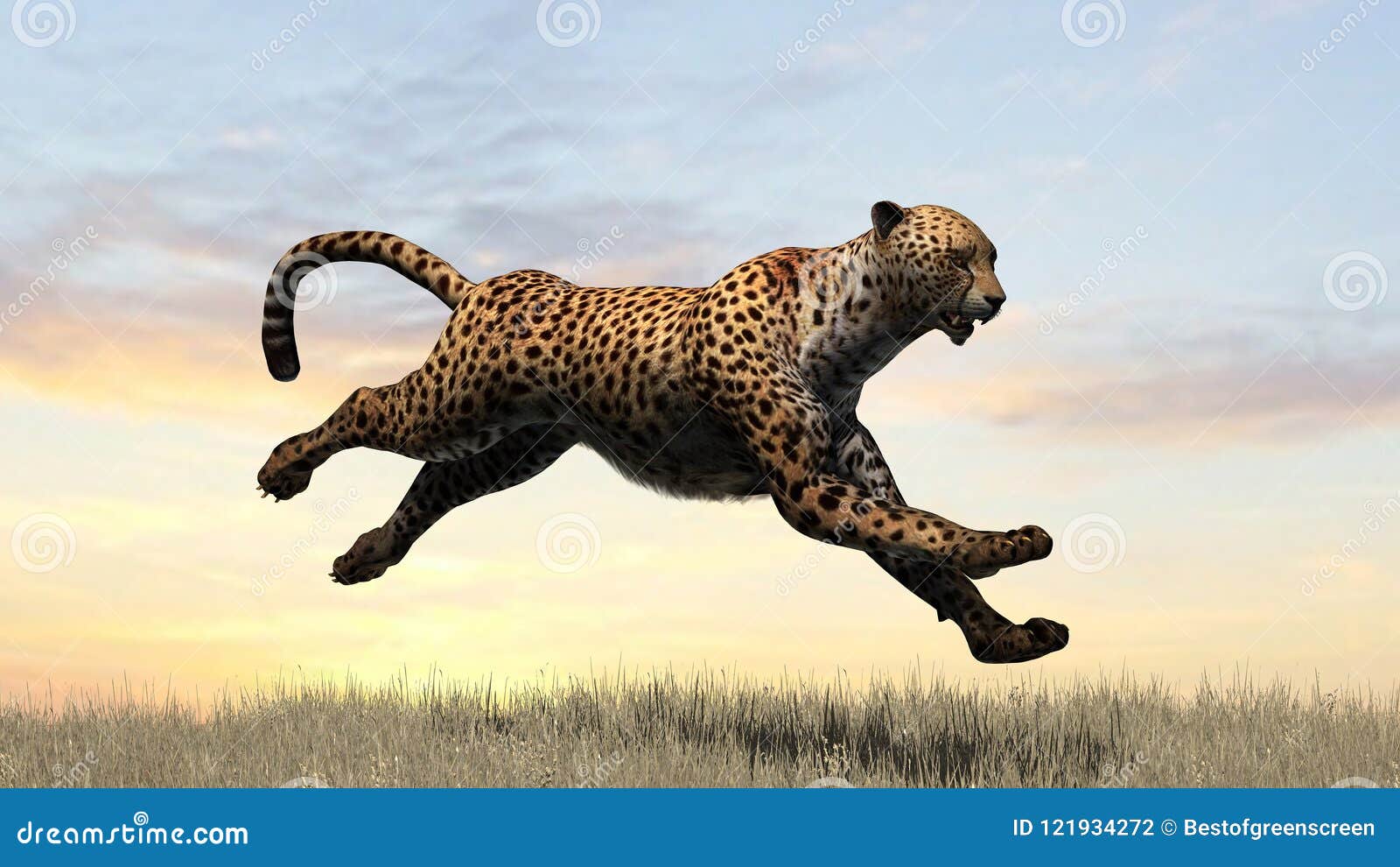 3D Digital Render of a Jumping Cheetah Stock Photo - Image of render ...