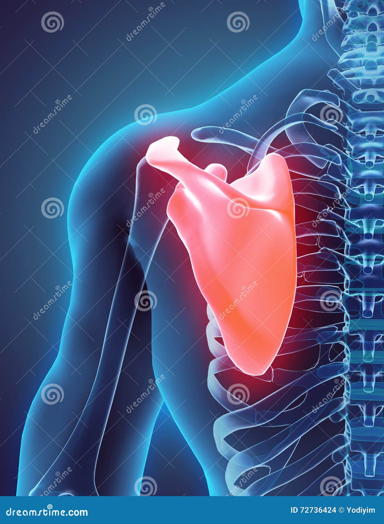 3D Ejemplo Del Omóplato, Concepto Médico Stock de ilustración ...