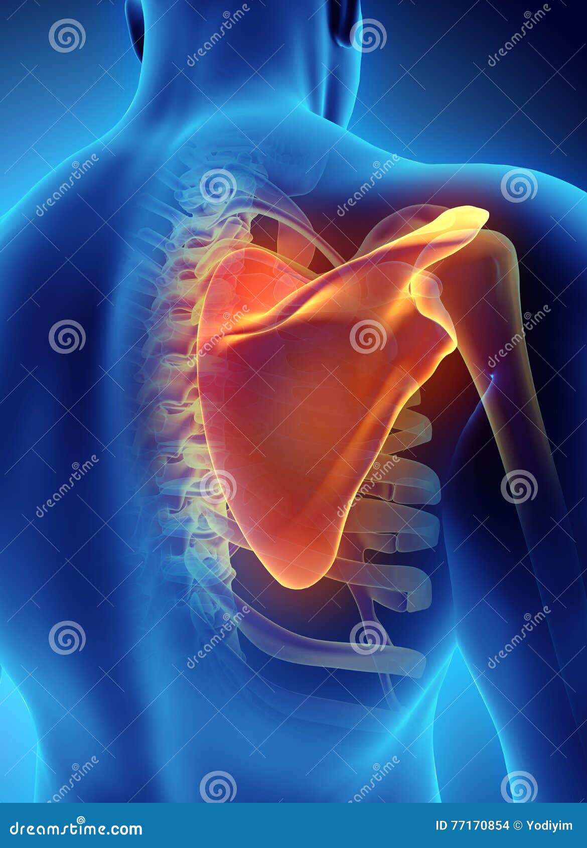 3D Ejemplo Del Omóplato, Concepto Médico Stock de ilustración ...