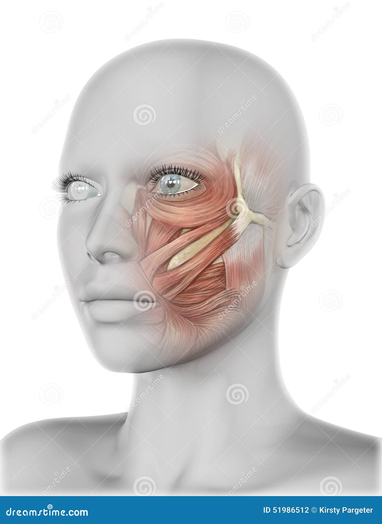 3D Female Face with Cheek Muscles Stock Illustration - Illustration of ...