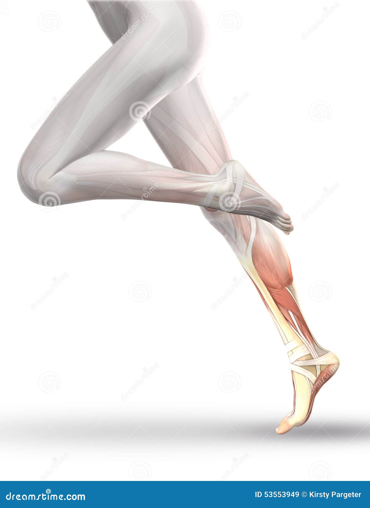3D Female Figure Running With Partial Muscle Map Stock Image ...