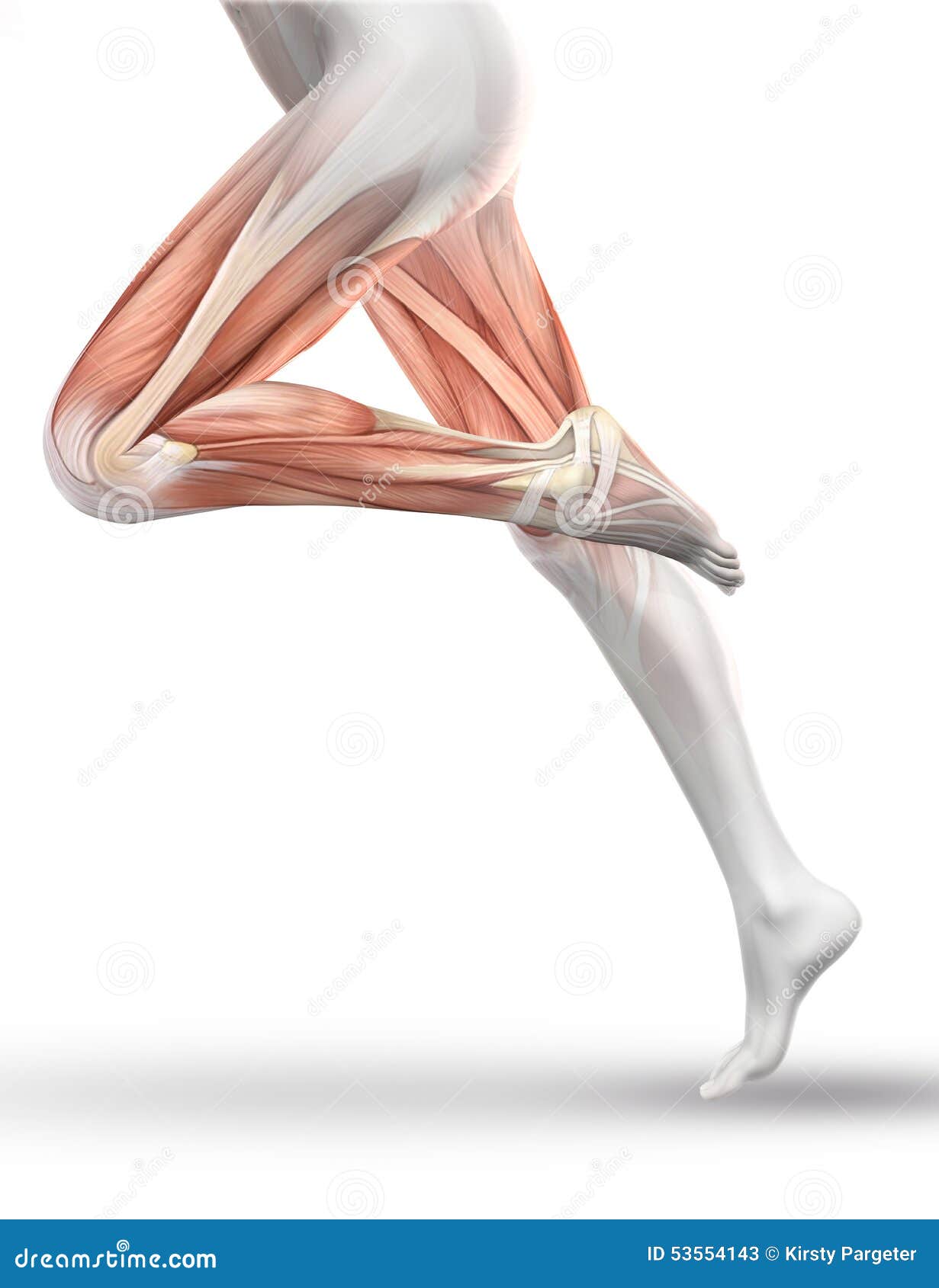 3D Female Figure Running with Partial Muscle Map Stock Illustration ...