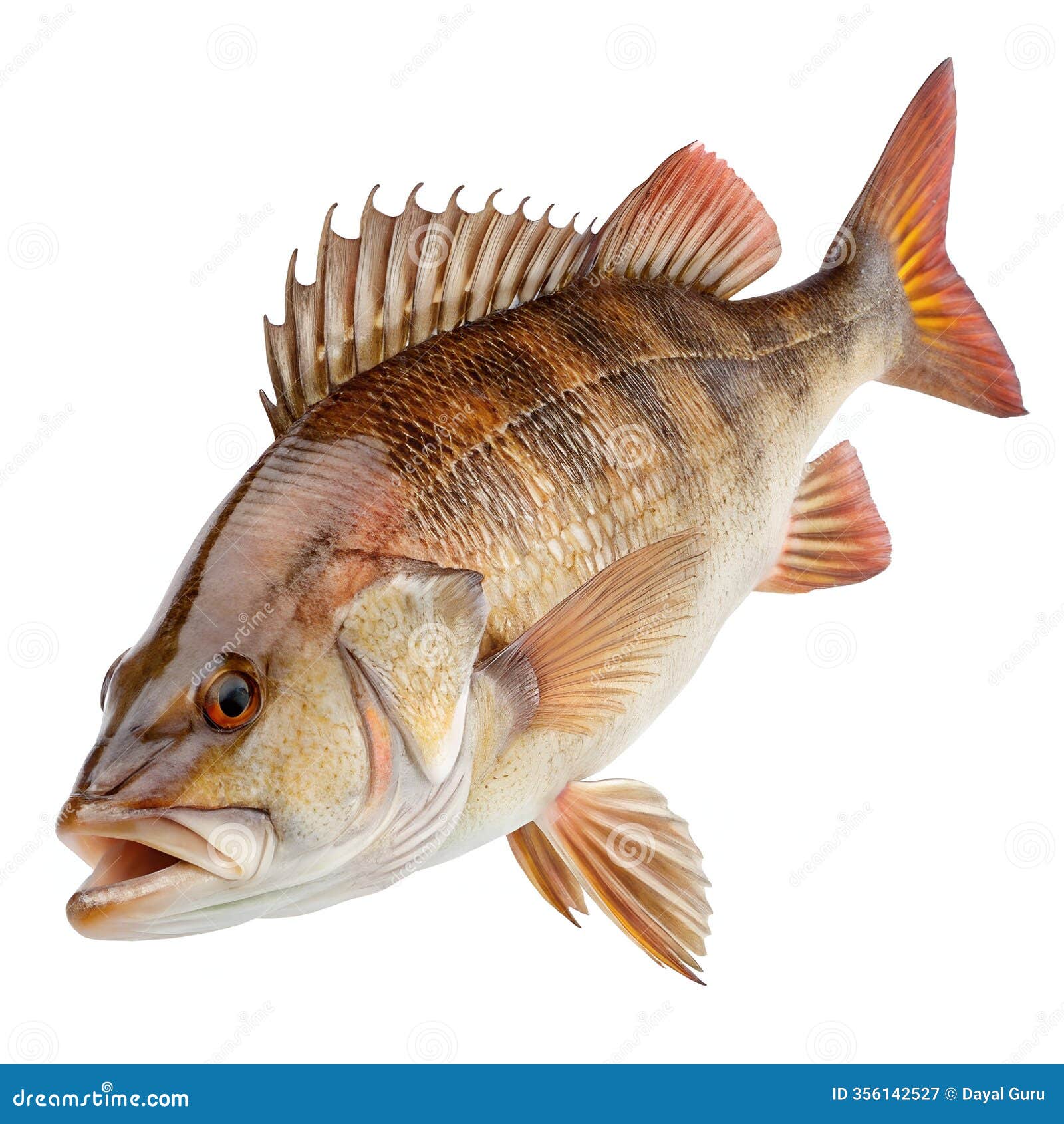 3D Fish Render Isolated on White Background Stock Illustration ...