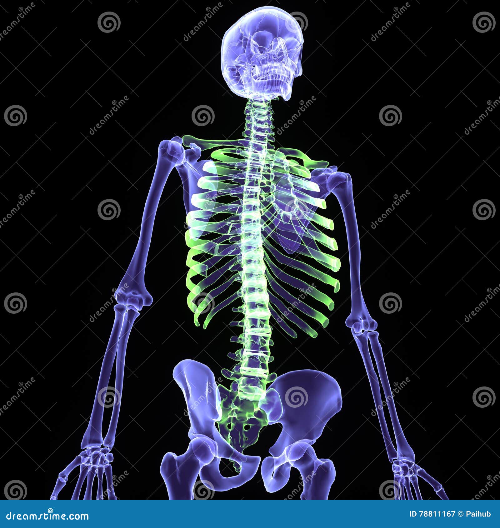 3d Ha Reso L'illustrazione Di Uno Scheletro Umano Illustrazione di ...