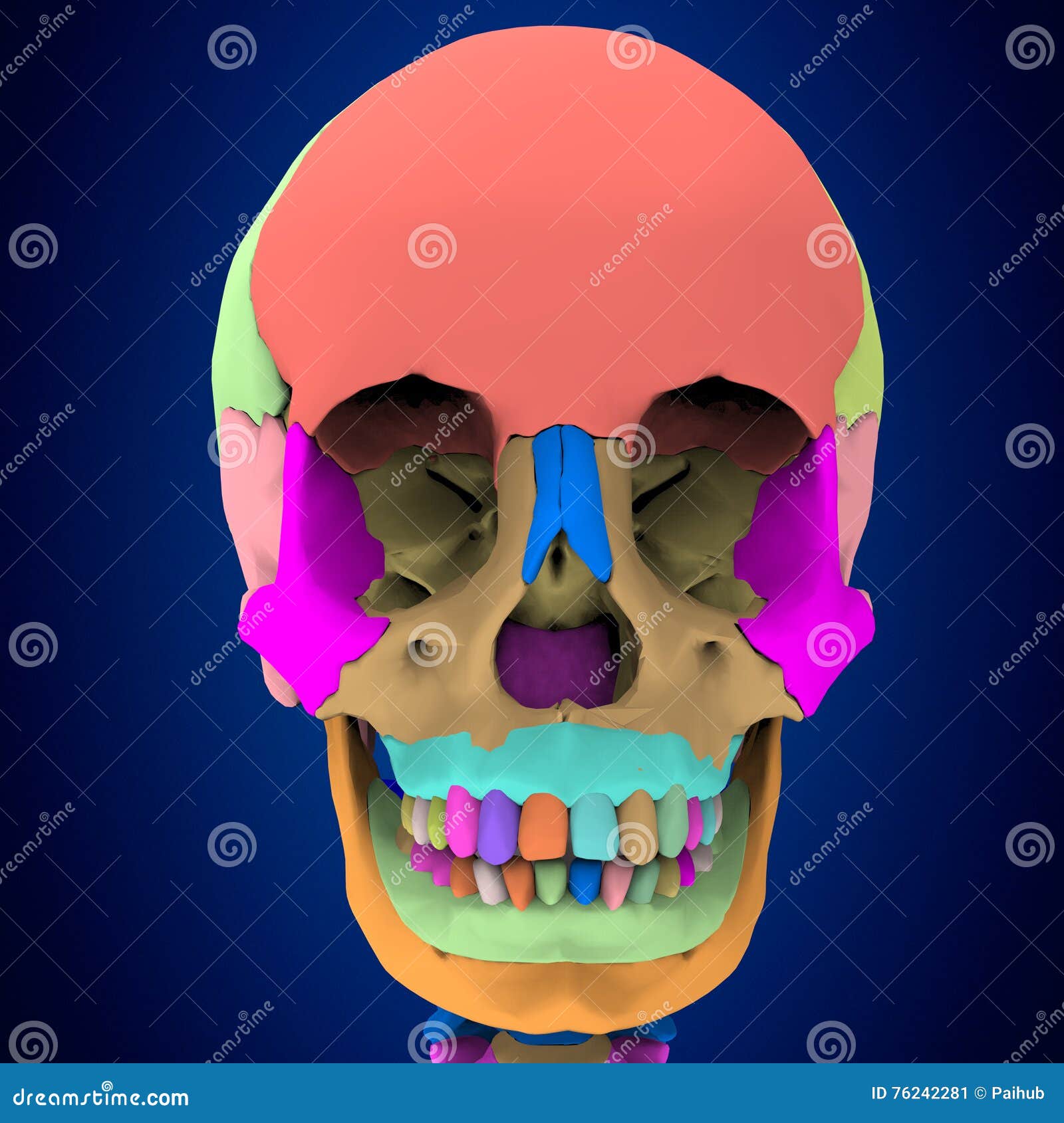 3d Ha Reso L'illustrazione - L'anatomia Umana Del Cranio Illustrazione ... 3d Ha Reso L'illustrazione - L'anatomia Umana Del Cranio Illustrazione ...