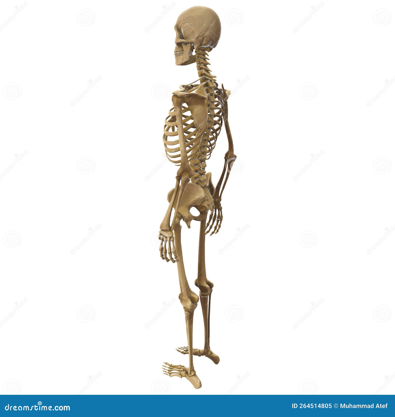 3d Human Body Skeleton in Back Views Stock Illustration - Illustration ...