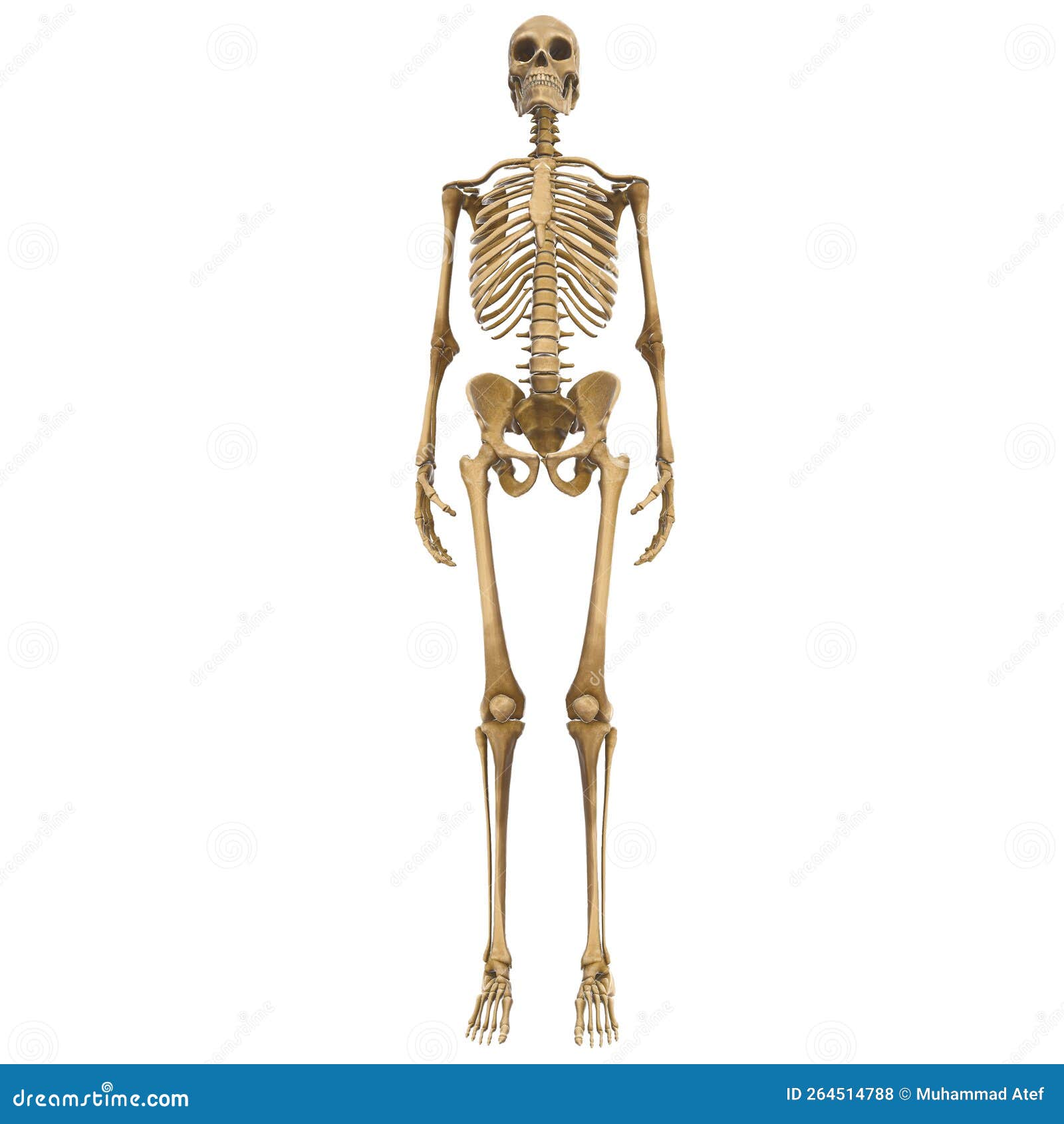 3d Human Body Skeleton in Front View Stock Illustration - Illustration ...