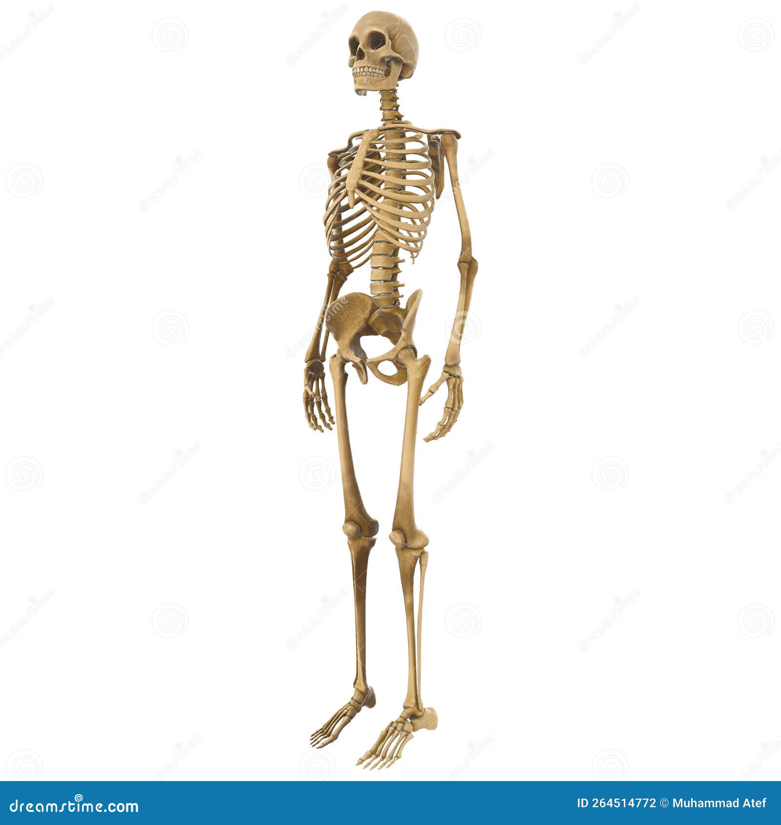 3d Human Body Skeleton in Side View Stock Illustration - Illustration ...