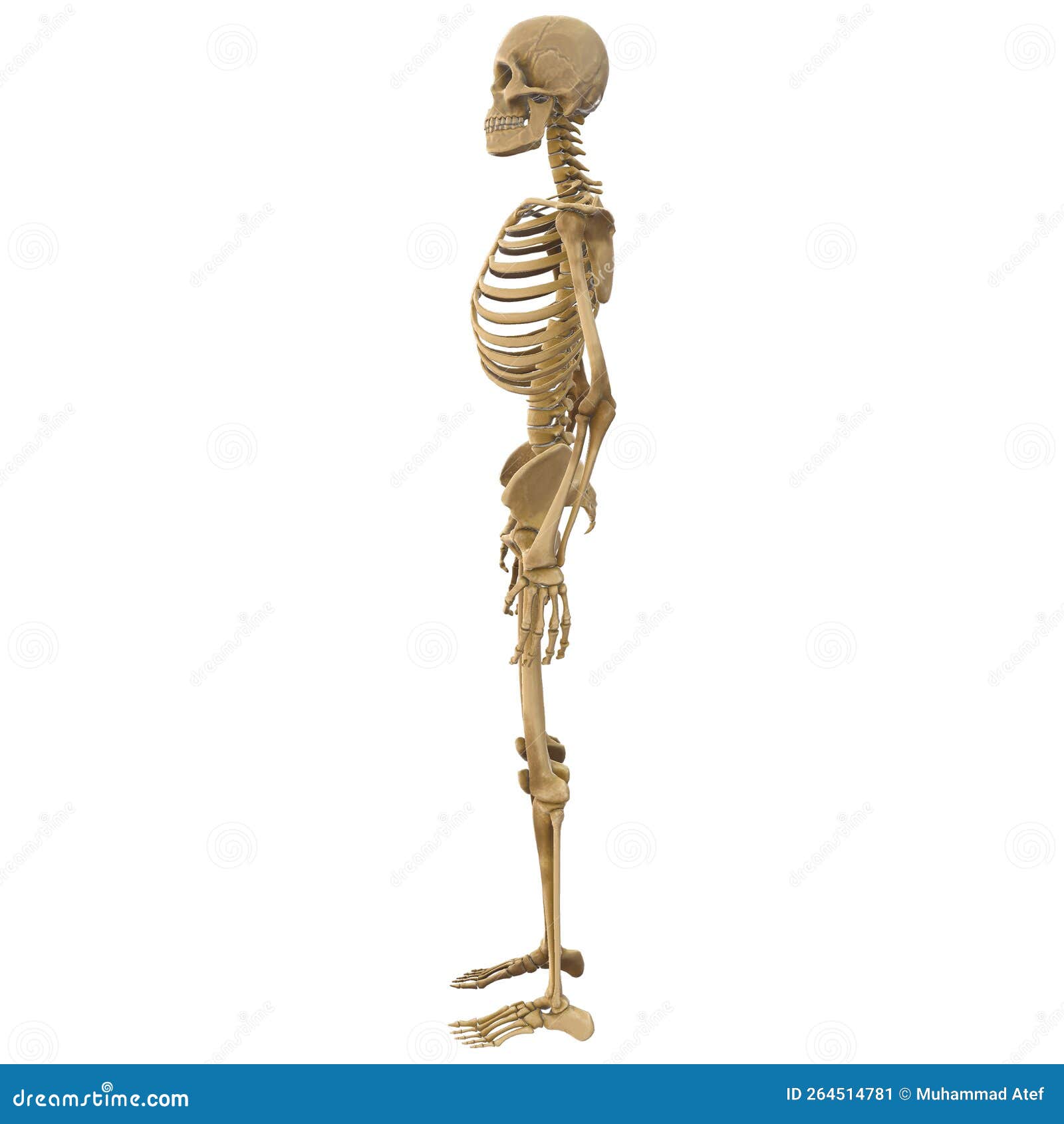 3d Human Body Skeleton in Side View Stock Illustration - Illustration ...