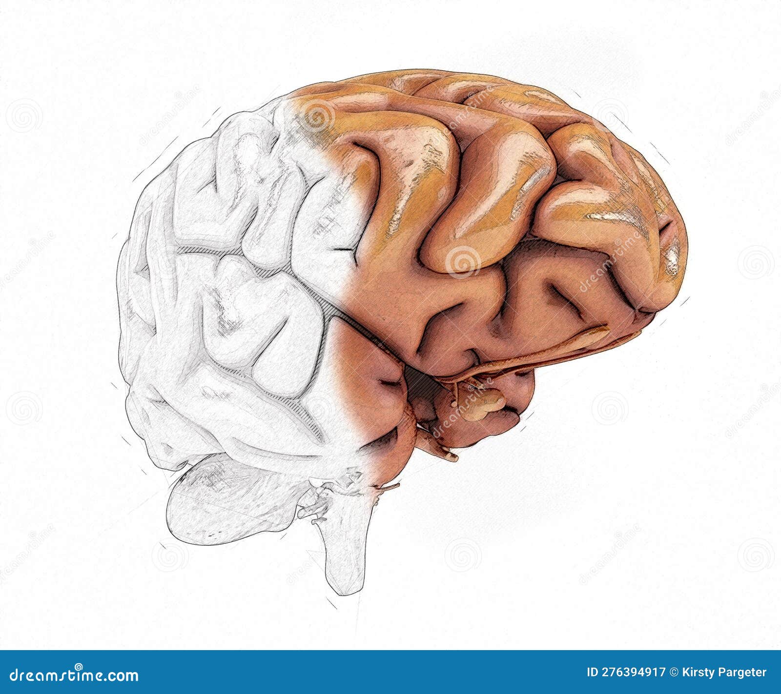 3D Human Brain with Half in Sketched Style Stock Illustration ...