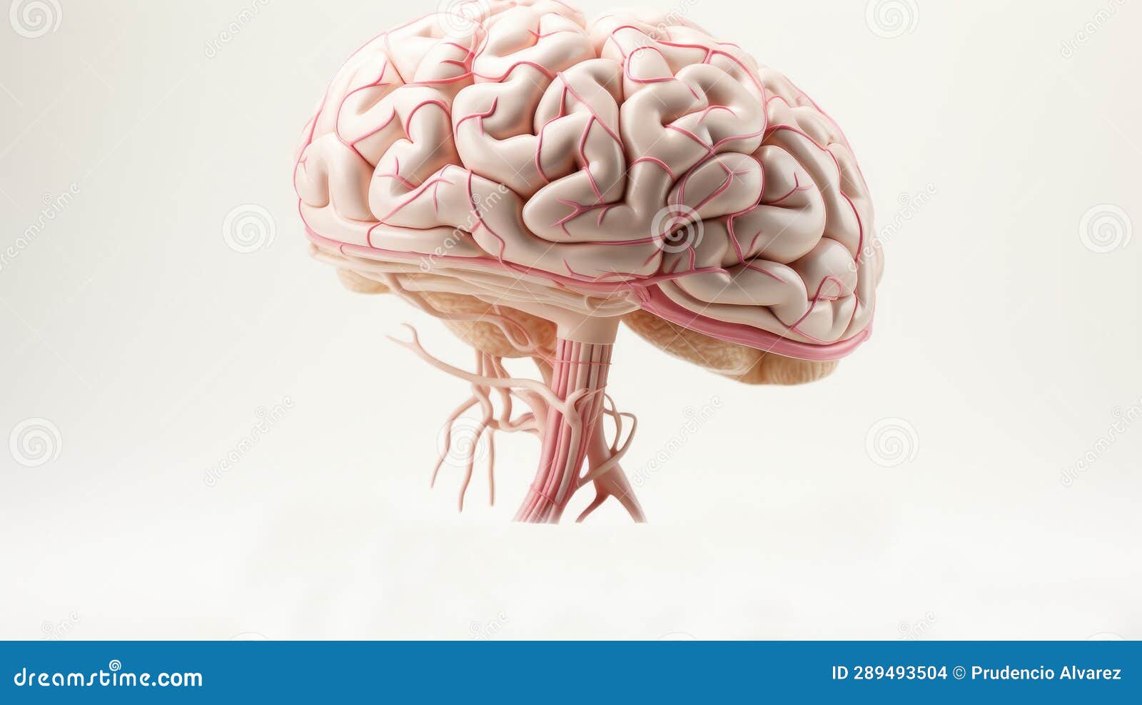 Human Brain Isolated on White Background Stock Illustration ...