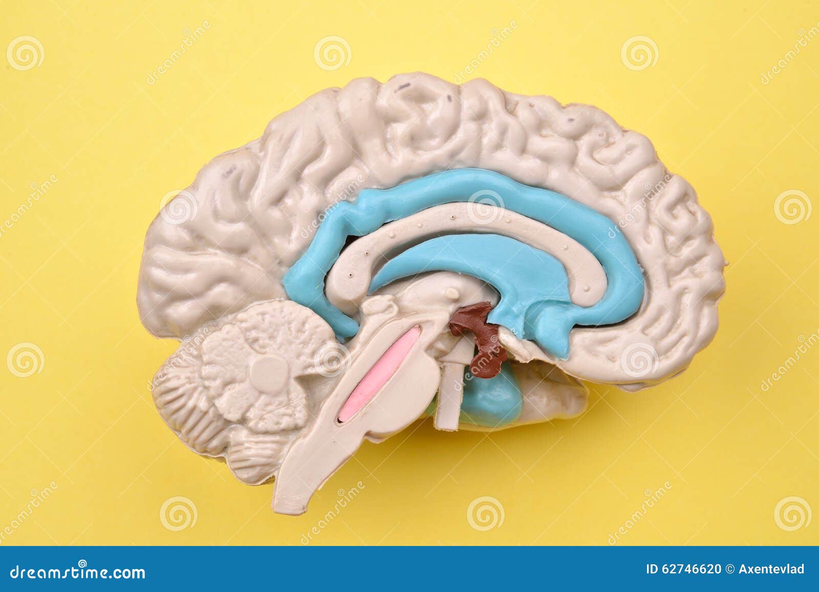 3D Human Brain Model Details from Inside on Yellow Background Stock ...