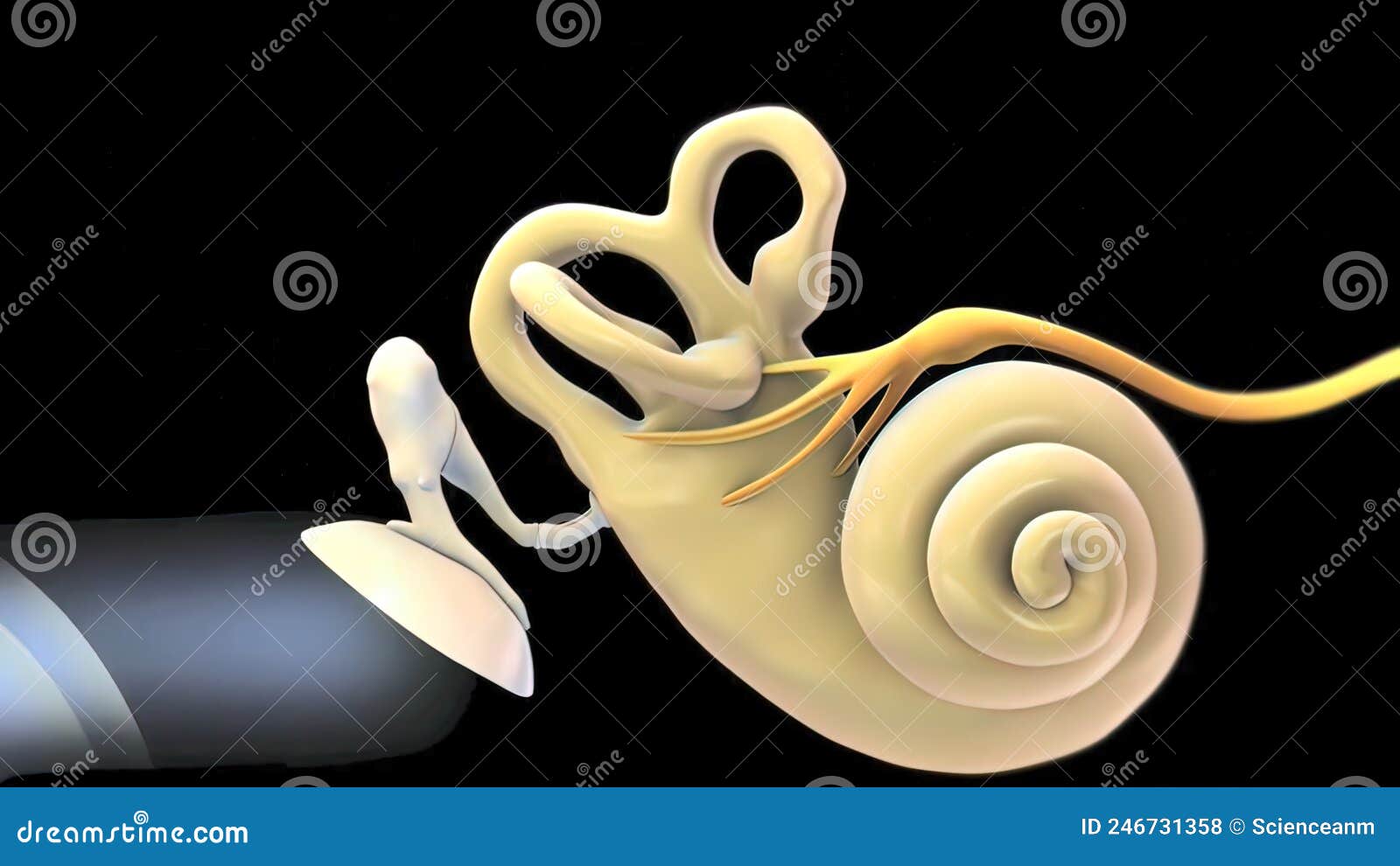 3D Human Ear Anatomy System Stock Illustration - Illustration of noise ...