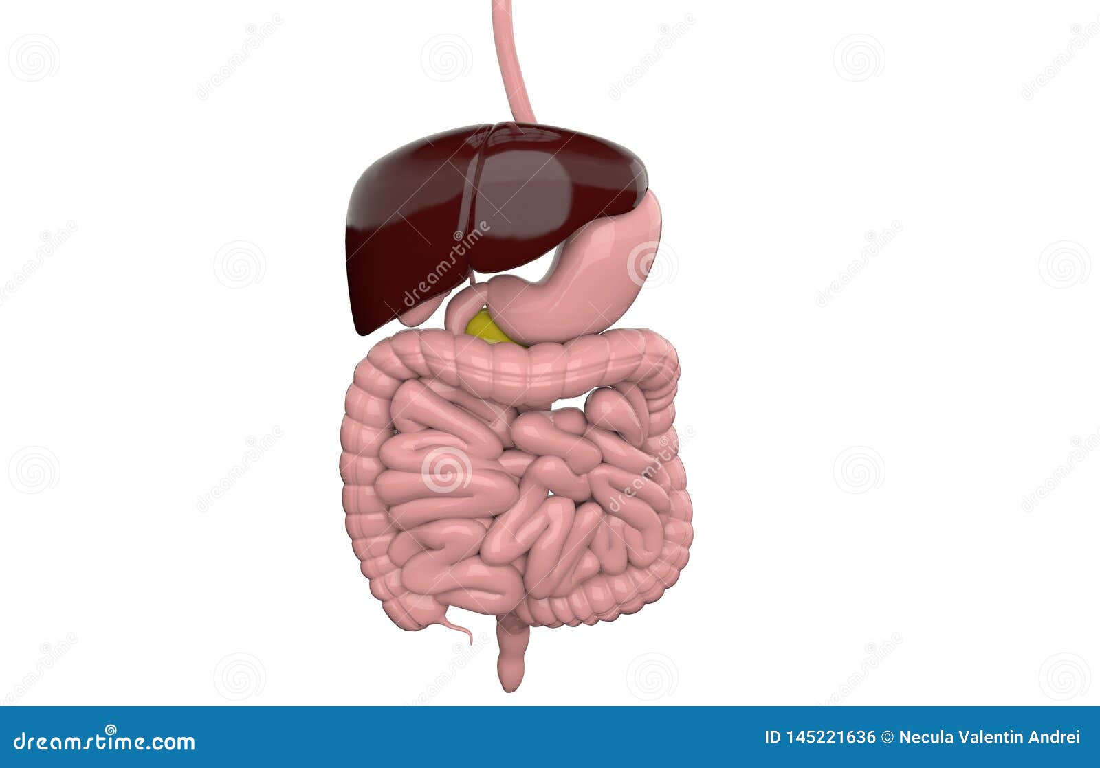 3D Human Male X-ray Digestive System. Stock Illustration - Illustration ... 3D Human Male X-ray Digestive System. Stock Illustration - Illustration ...