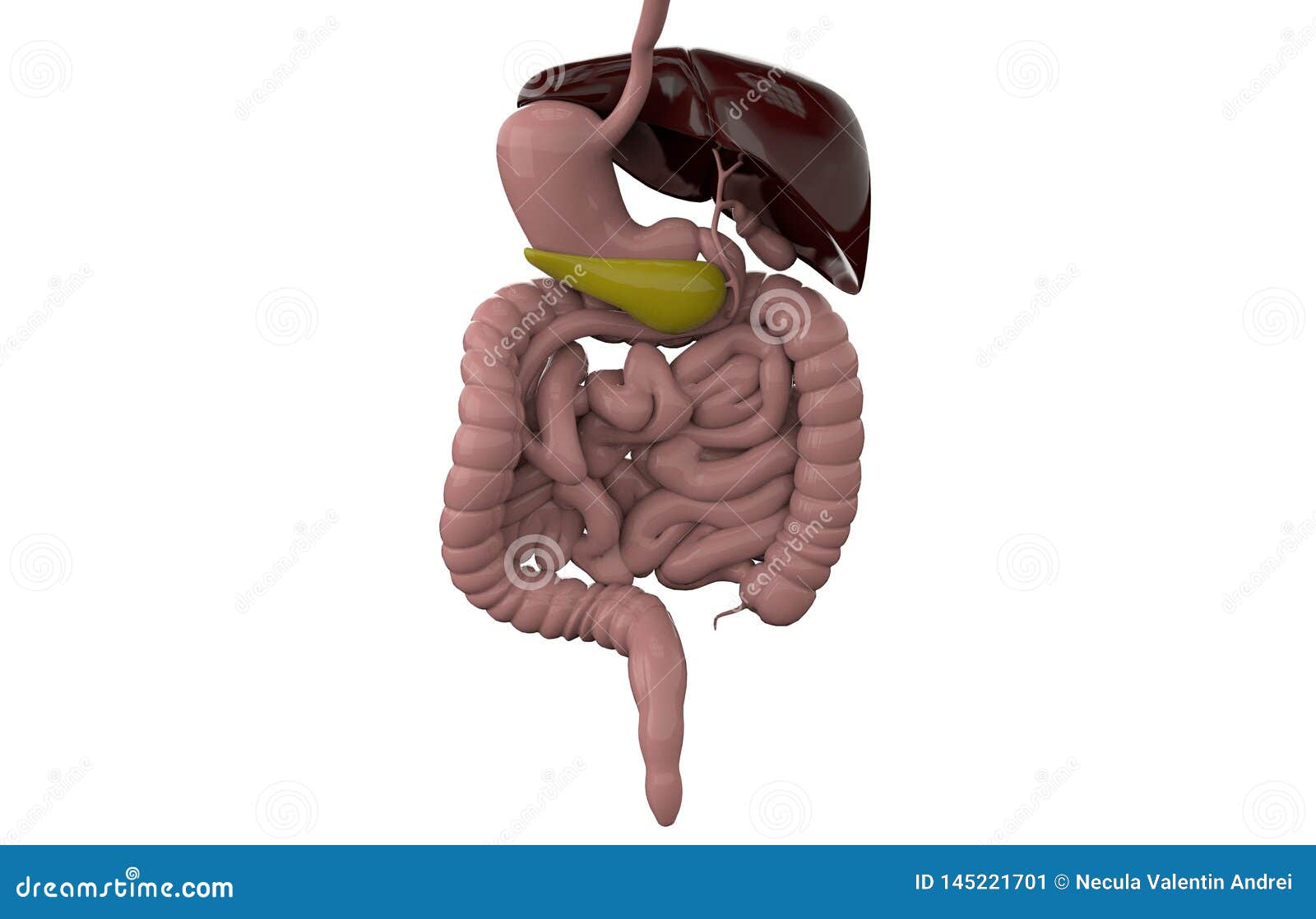 3D Human Male X-ray Digestive System. Stock Illustration - Illustration ...