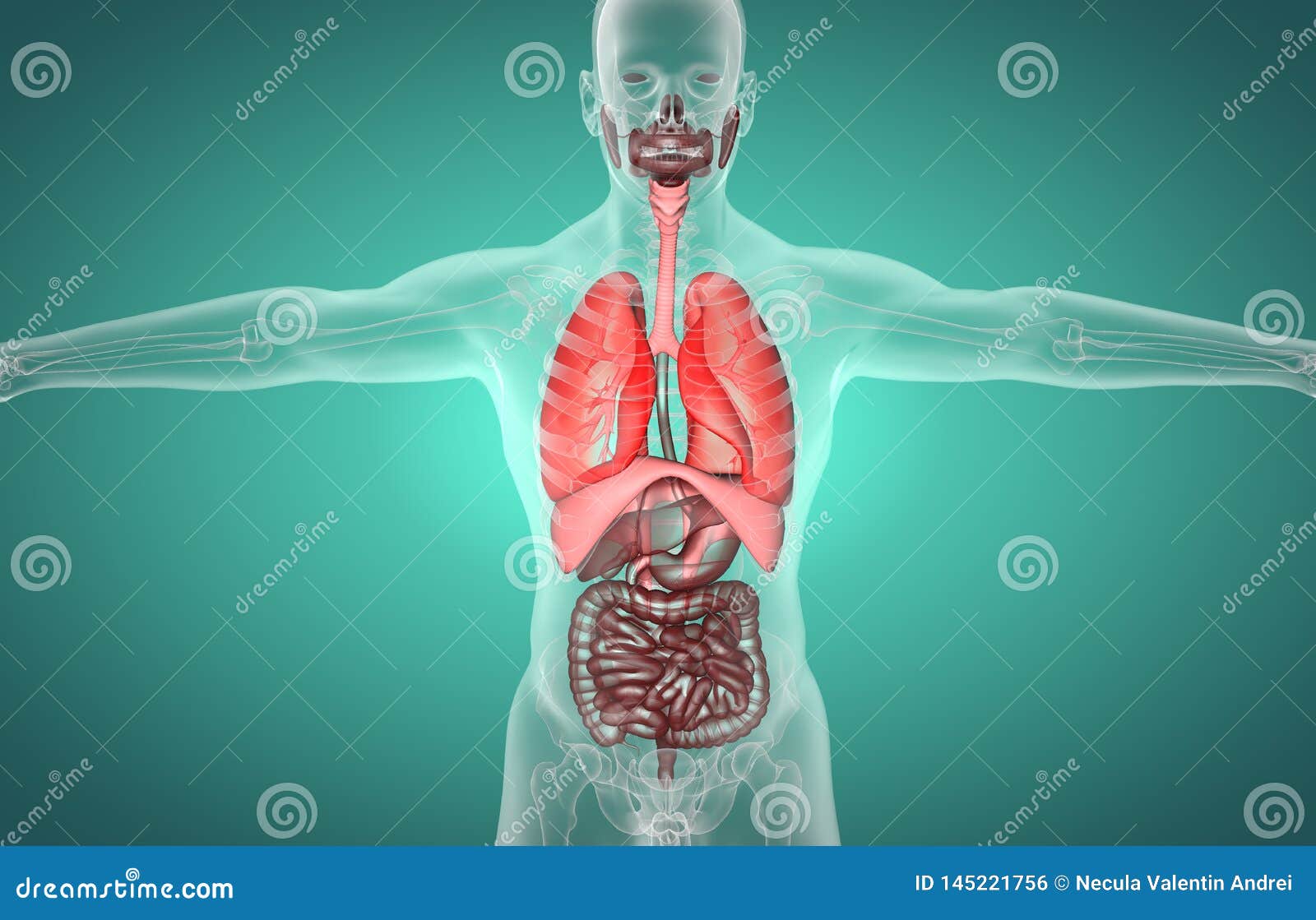 3D Human Male X-ray Digestive System. Stock Illustration - Illustration ... 3D Human Male X-ray Digestive System. Stock Illustration - Illustration ...