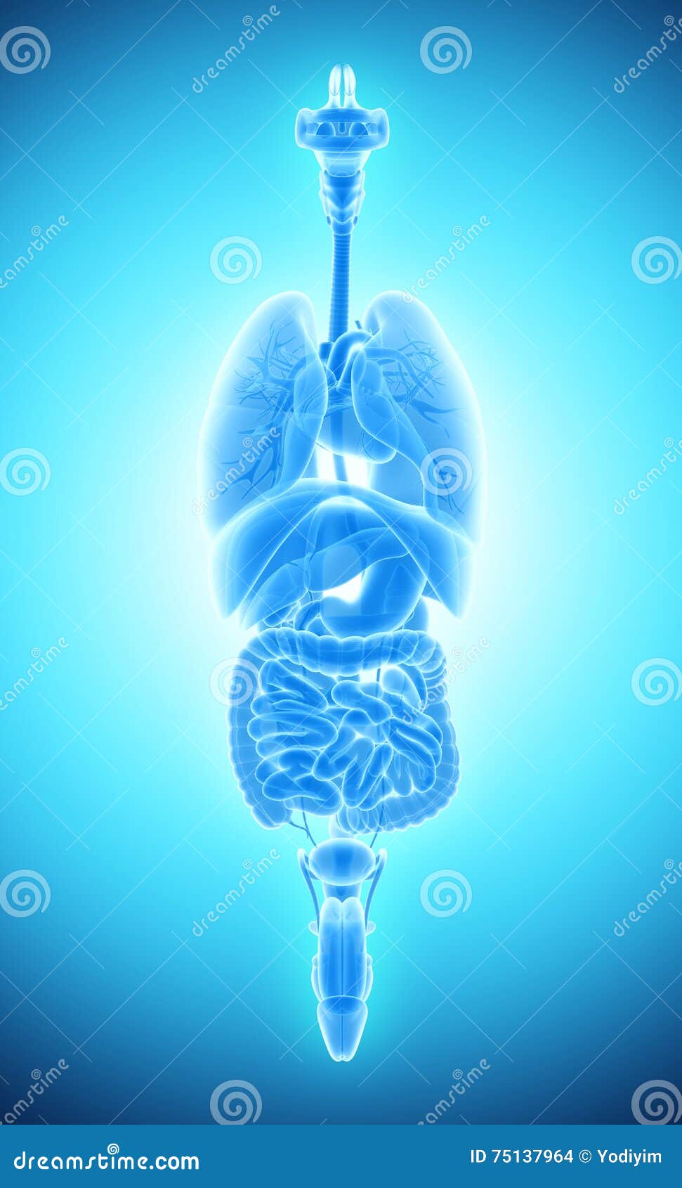 3D Human Male X-ray Digestive System. Stock Illustration - Illustration ...