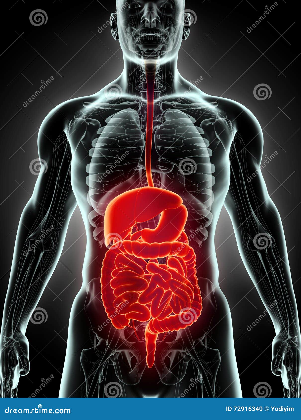 Appendix - Male Anatomy Of Human Organs - X-ray View Stock Image ...