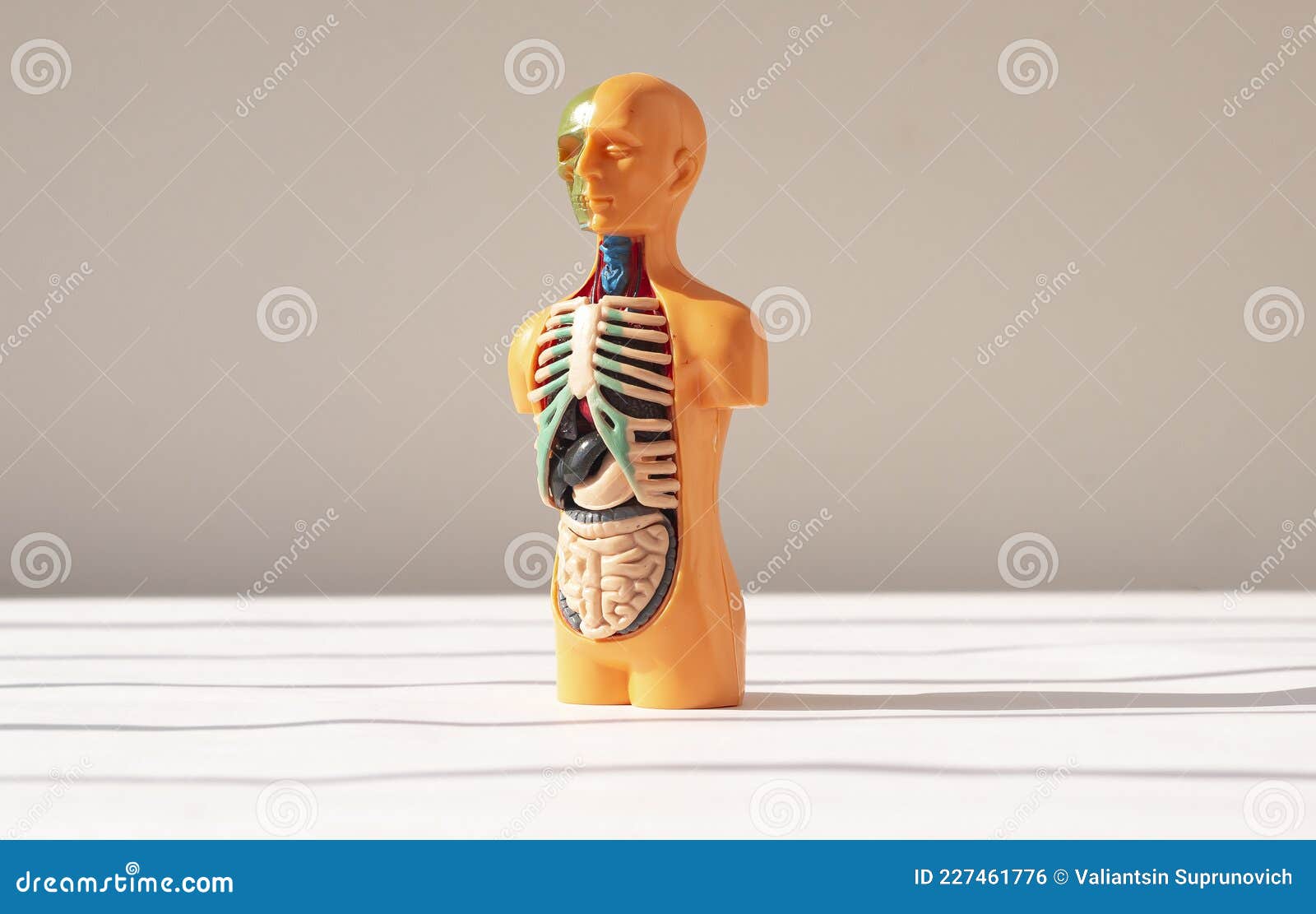 3d Human Model with Inner Organs Inside. Medical Anatomical Concept ...