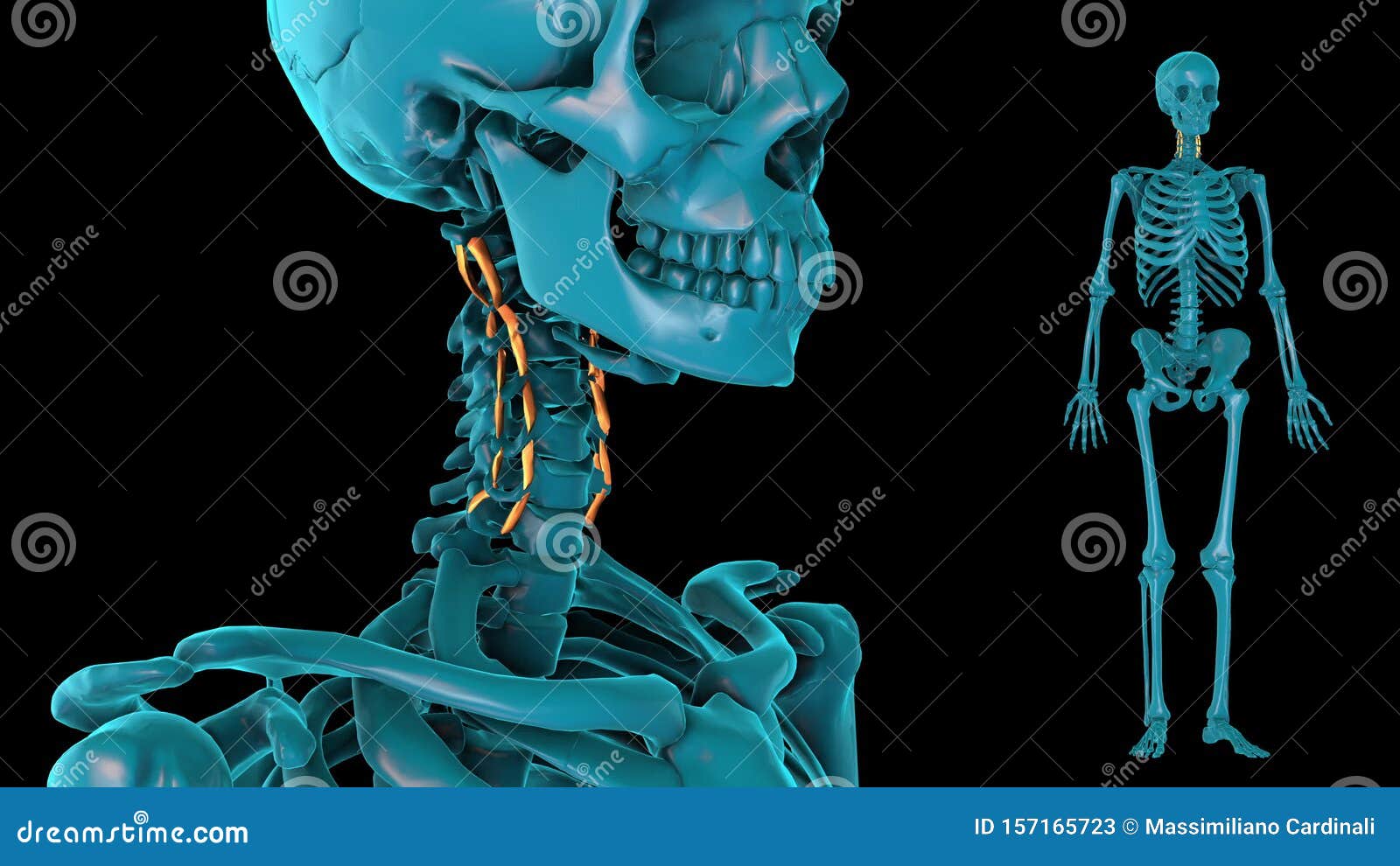 Cervical Intertransversarius - 3D Model Stock Video - Video of body ...