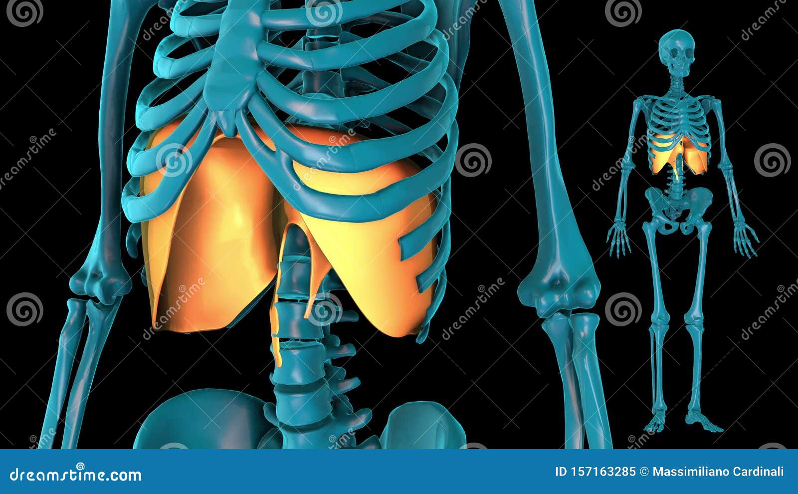 Diaphragm - 3D model stock video. Video of buccinator - 157163285
