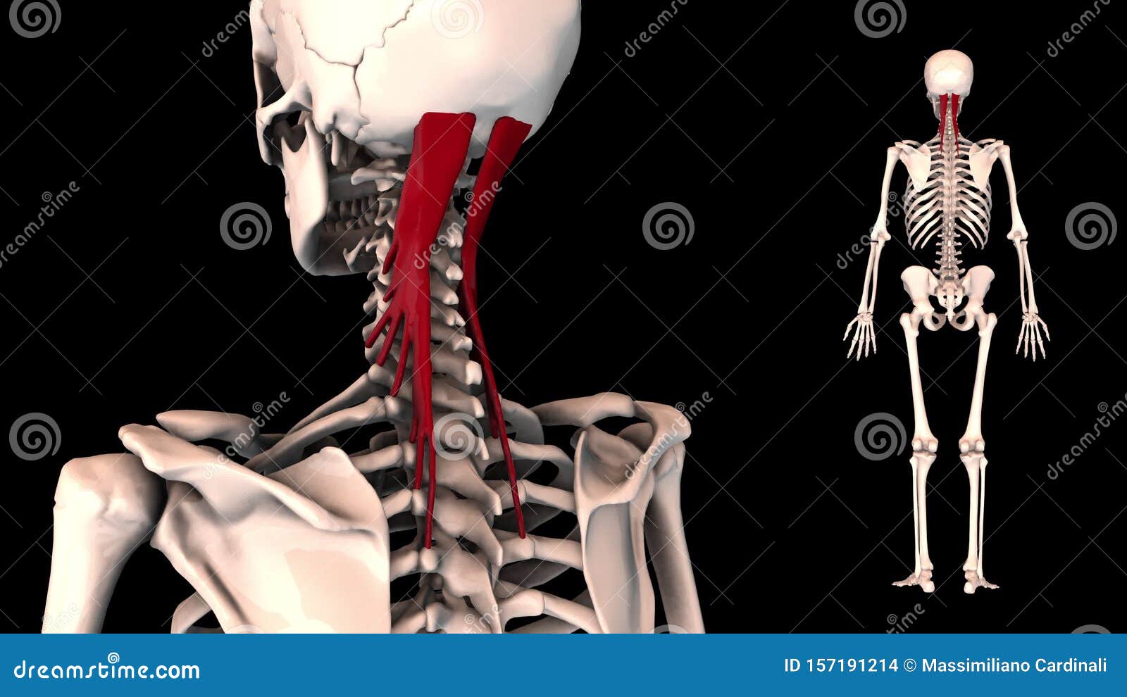 Semispinalis Capitis -real Color - 3D Model Stock Footage - Video of ...