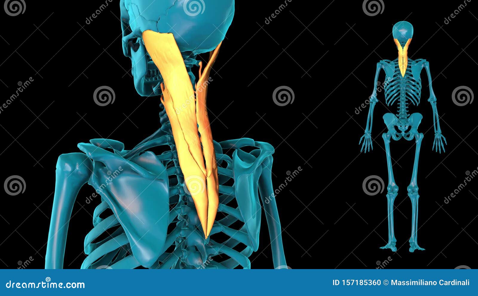Splenius - 3D model stock footage. Video of faciae, digastric - 157185360