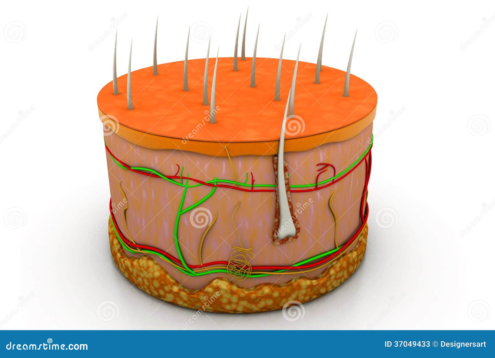 3d human skin anatomy stock illustration. Illustration of cell - 37049433