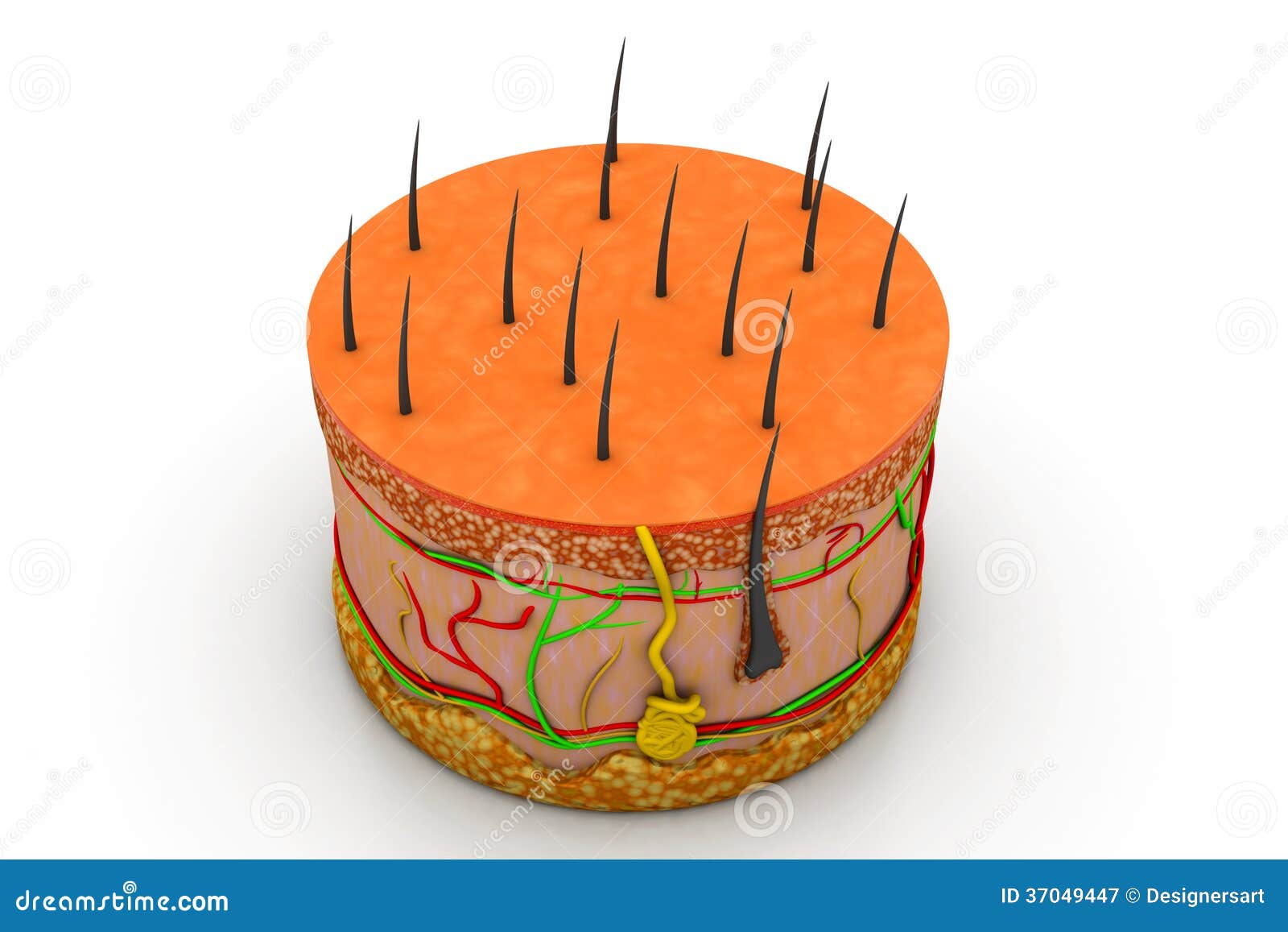 3d human skin anatomy stock illustration. Illustration of corpuscle ...